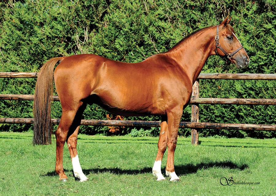 Saillie SON ALEZAN Etalon - Club-élevage