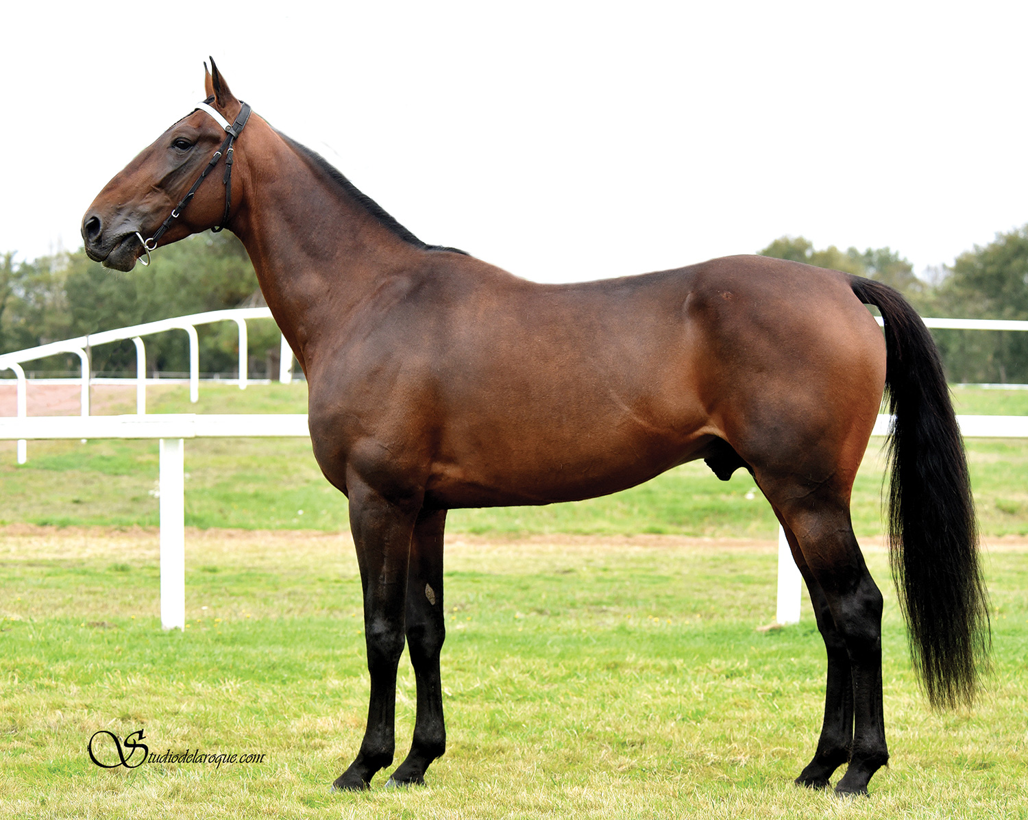 Saillie DIESIS DU GOUTIER Etalon Haras des Plaines - Club-élevage
