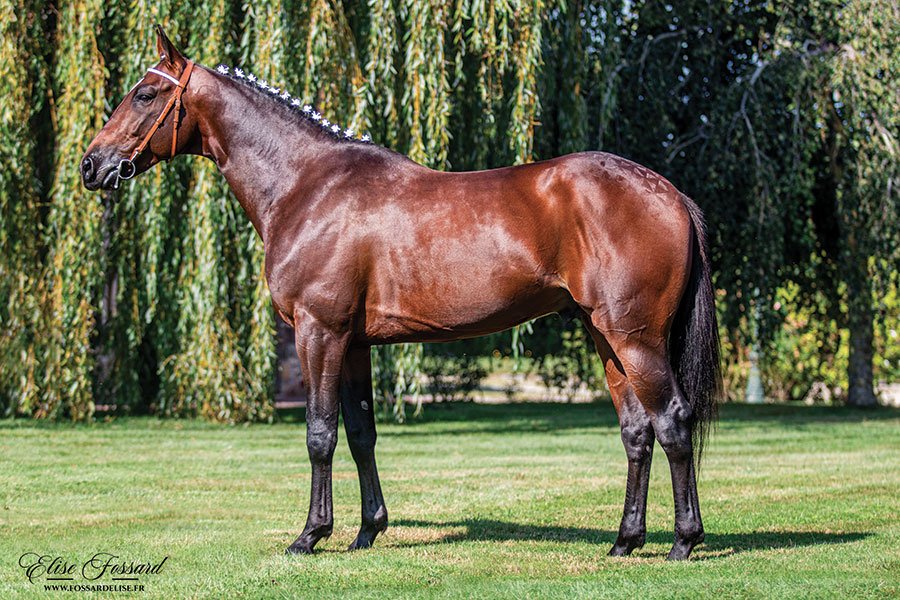 Saillie Hokkaido Jiel Etalon Haras De La Barbotière Club élevage