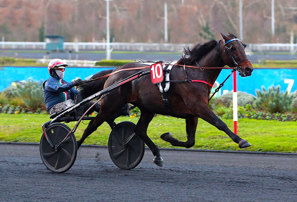 Saillie HAIKO DREAM Etalon Haras de Sassy - Club-élevage