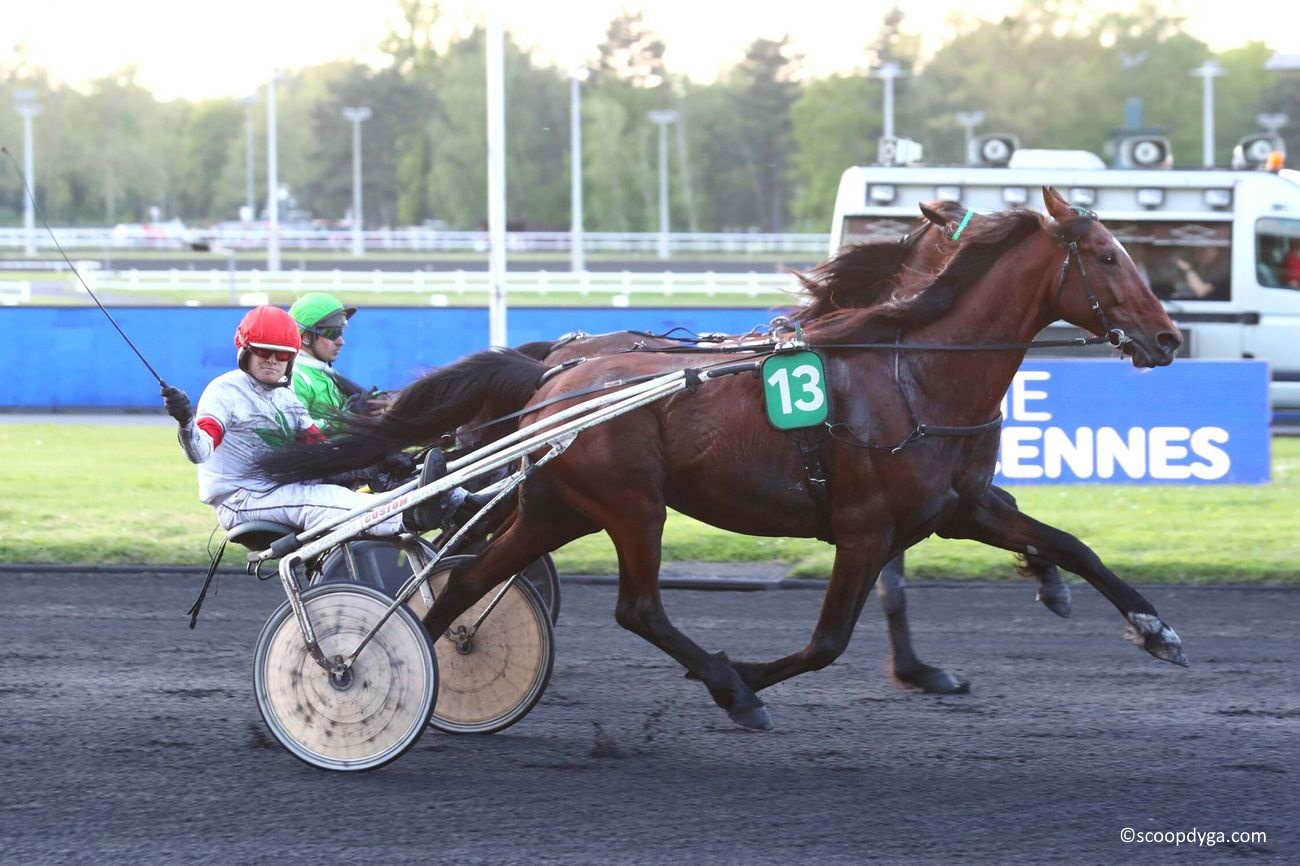 Saillie DERBY DU DOLLAR Etalon Haras de PITZ - Club-élevage