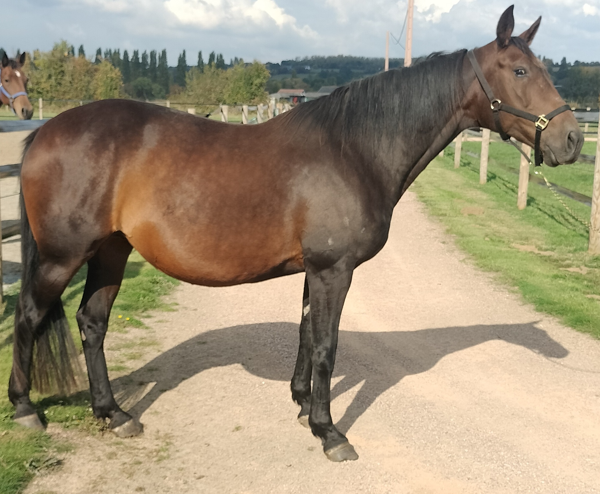 Achat de poulinière : DIPSIE WIND